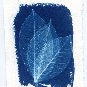 Original Cyanotype Leaf, Cyanotypes, Sun Print, Blue Leaf, Blue Home ...