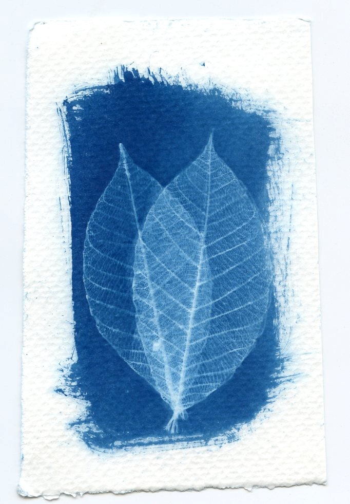 Original Cyanotype Leaf, Cyanotypes, Sun Print, Blue Leaf, Blue Home ...