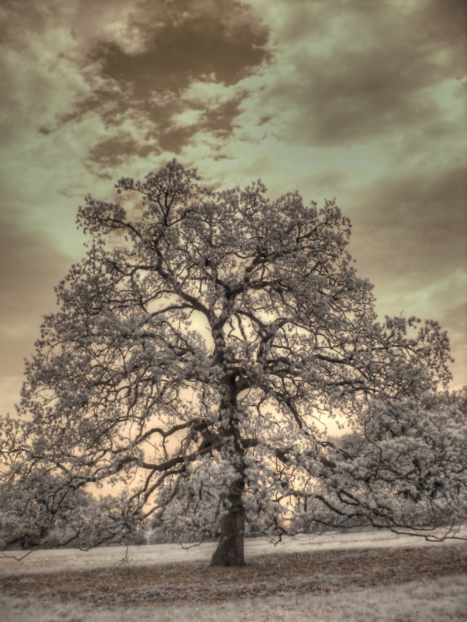 Oak Tree Photography, Trees, Tree Home Decor, Oak Tree Photo, Oak Tree ...