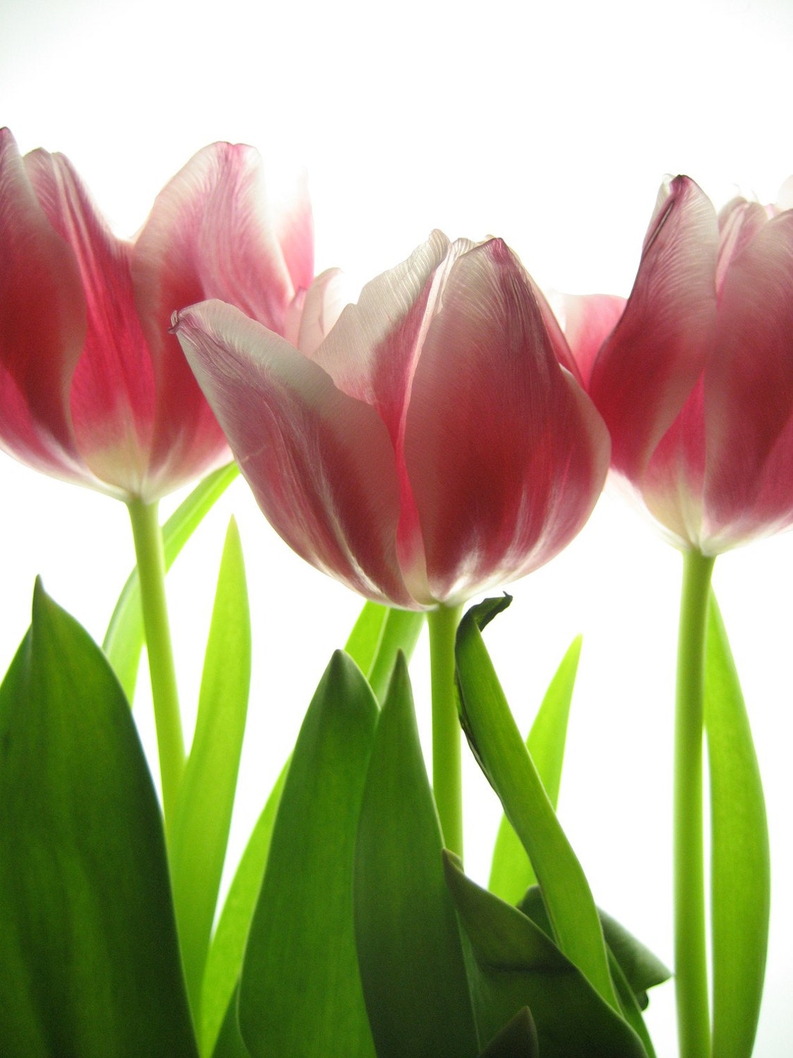 Tulip Photo, Tulip Photography, Floral Photography, Home Decor, Pink ...