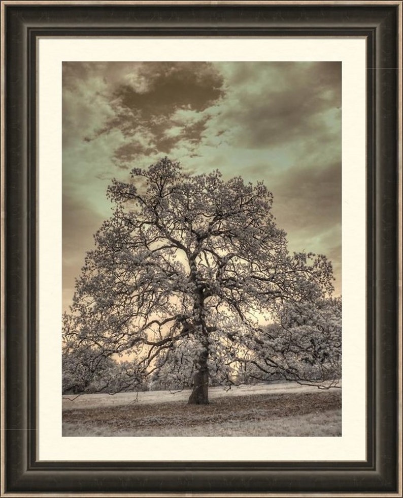 Oak Tree Photography, Trees, Tree Home Decor, Oak Tree Photo, Oak Tree ...