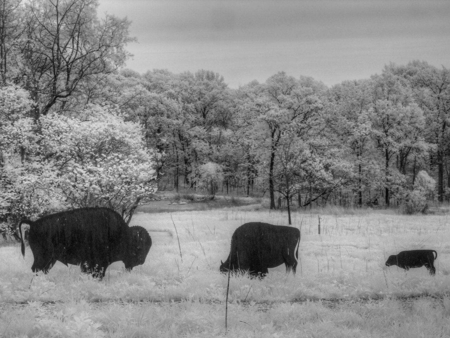 Buffalo, Buffalo Photo, Infrared Photo, Fine Art Photography, Fine Art ...