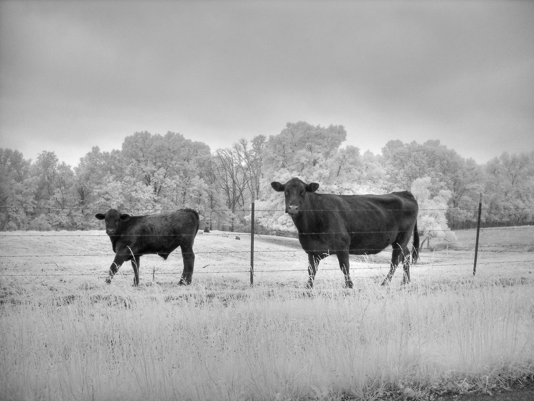 Infrared Cow Photo, Cattle Photography, Cow Photography, Black and ...