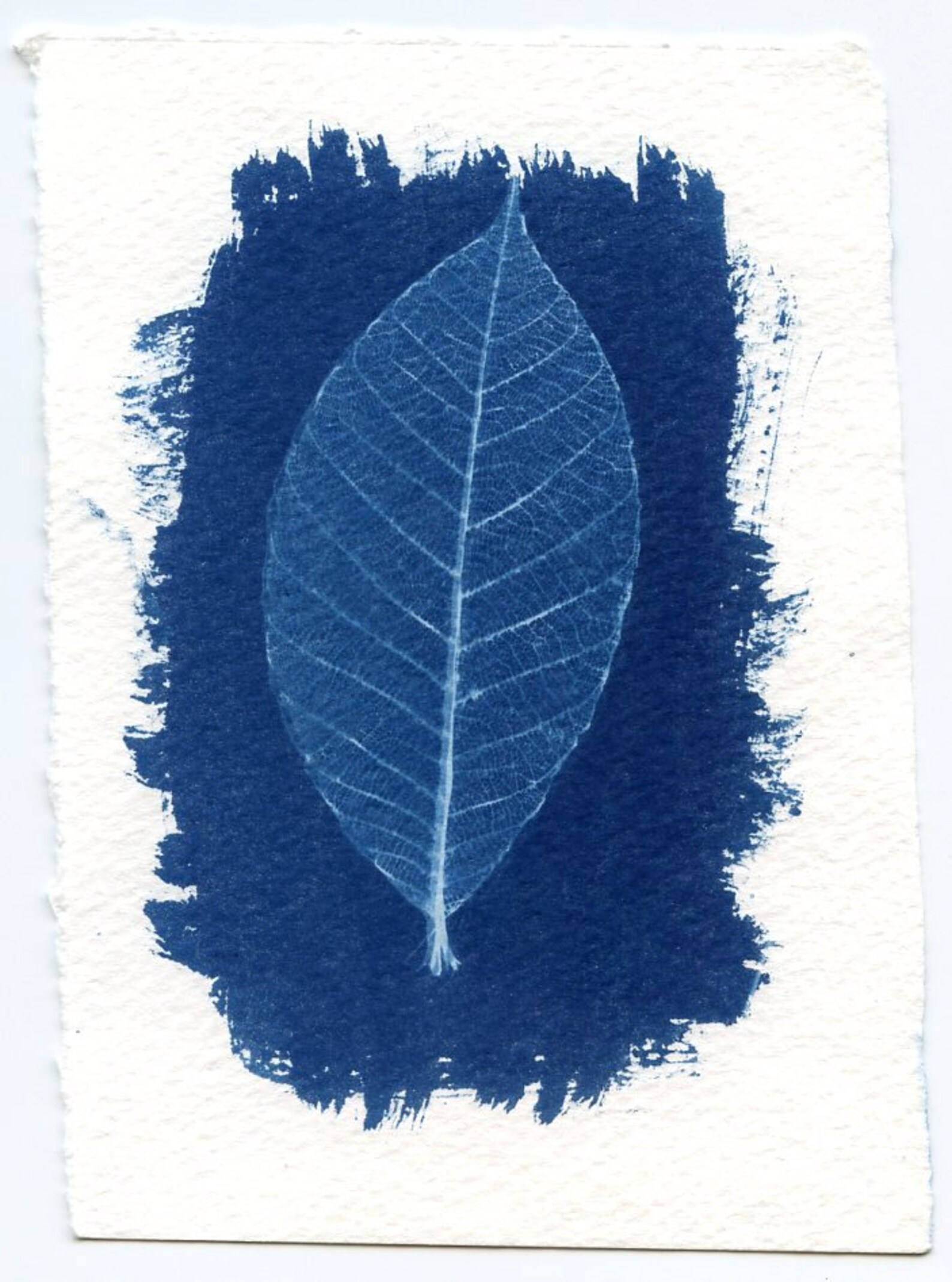 Original Cyanotype Leaf, Cyanotypes, Sun Print, Blue Leaf, Blue Home ...