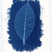 Original Cyanotype Leaf, Cyanotypes, Sun Print, Blue Leaf, Blue Home ...