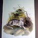 Vintage Andean Cat Print Felis Colocolla, Felix Jacobita, J. Wolf ...