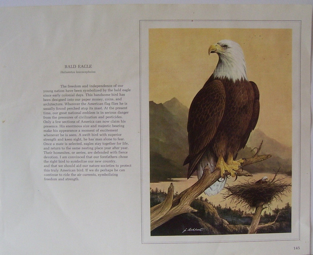 Bald Eagle Artist Drawn by J Lockhart / Nature/ Handsome Bird/ Poster ...