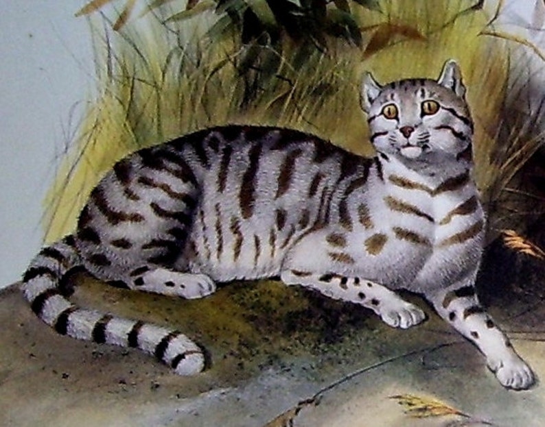 Vintage Andean Cat Print Felis Colocolla, Felix Jacobita, J. Wolf ...