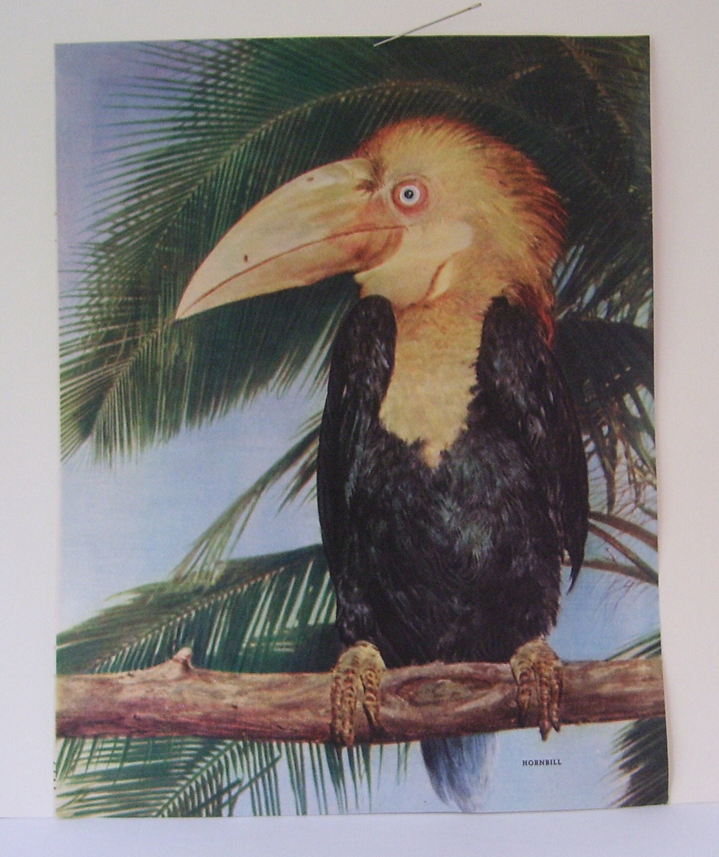 1938 Page Print of a Hornbill Bird Dutch New Guinea Mountain Region ...