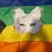Rainbow Dilute Calico Mask! - Etsy