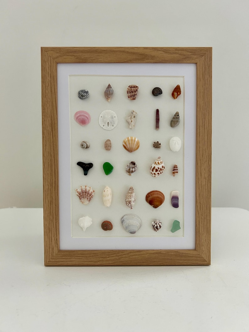 7x9 Framed Coastal Shell Art | Beachcomber’s Collection | Ocean ...