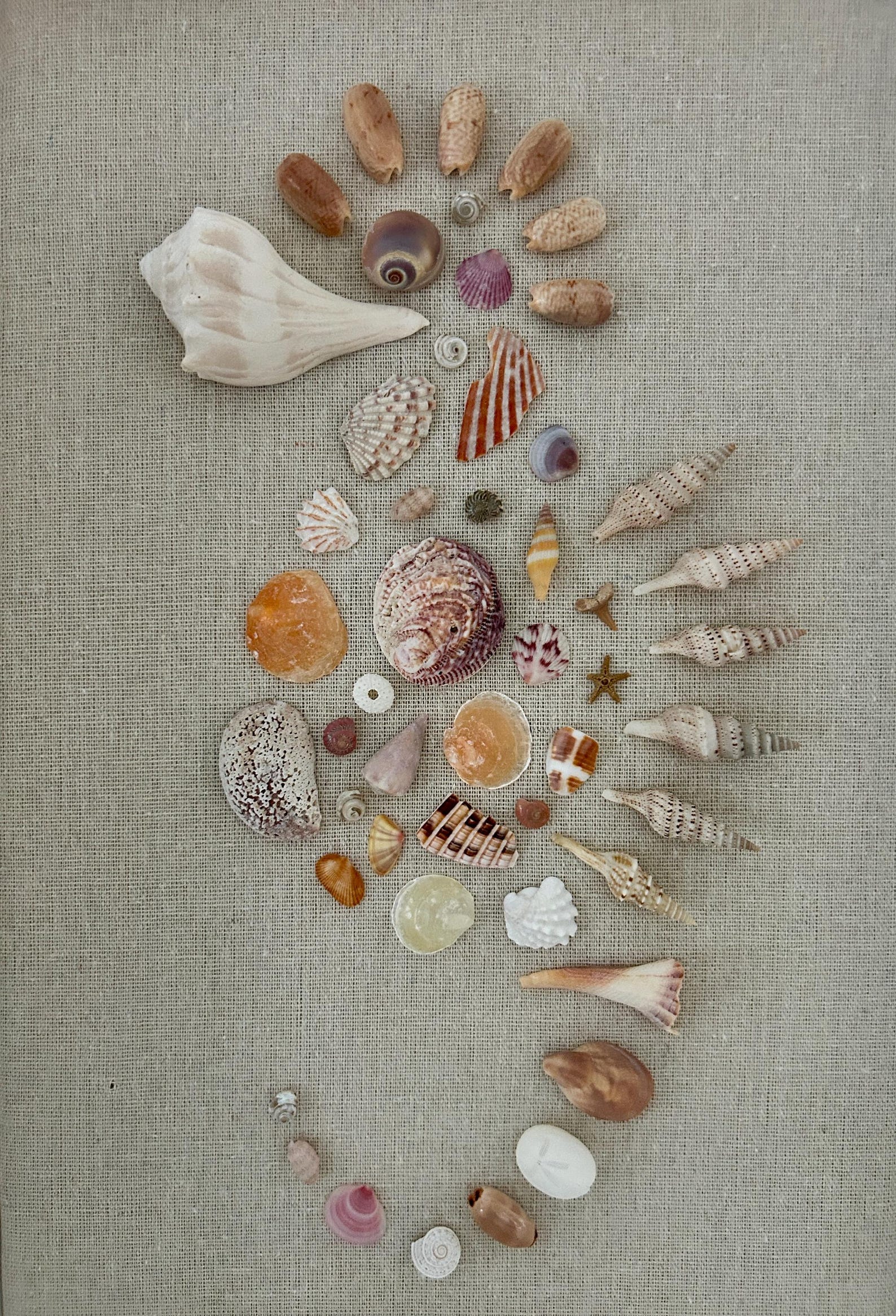 Custom Seashell Art: Beachcomber's Ocean Decor - Etsy