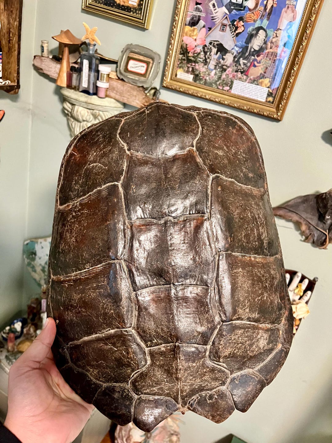 Extra Large Vintage Turtle Shell - Etsy