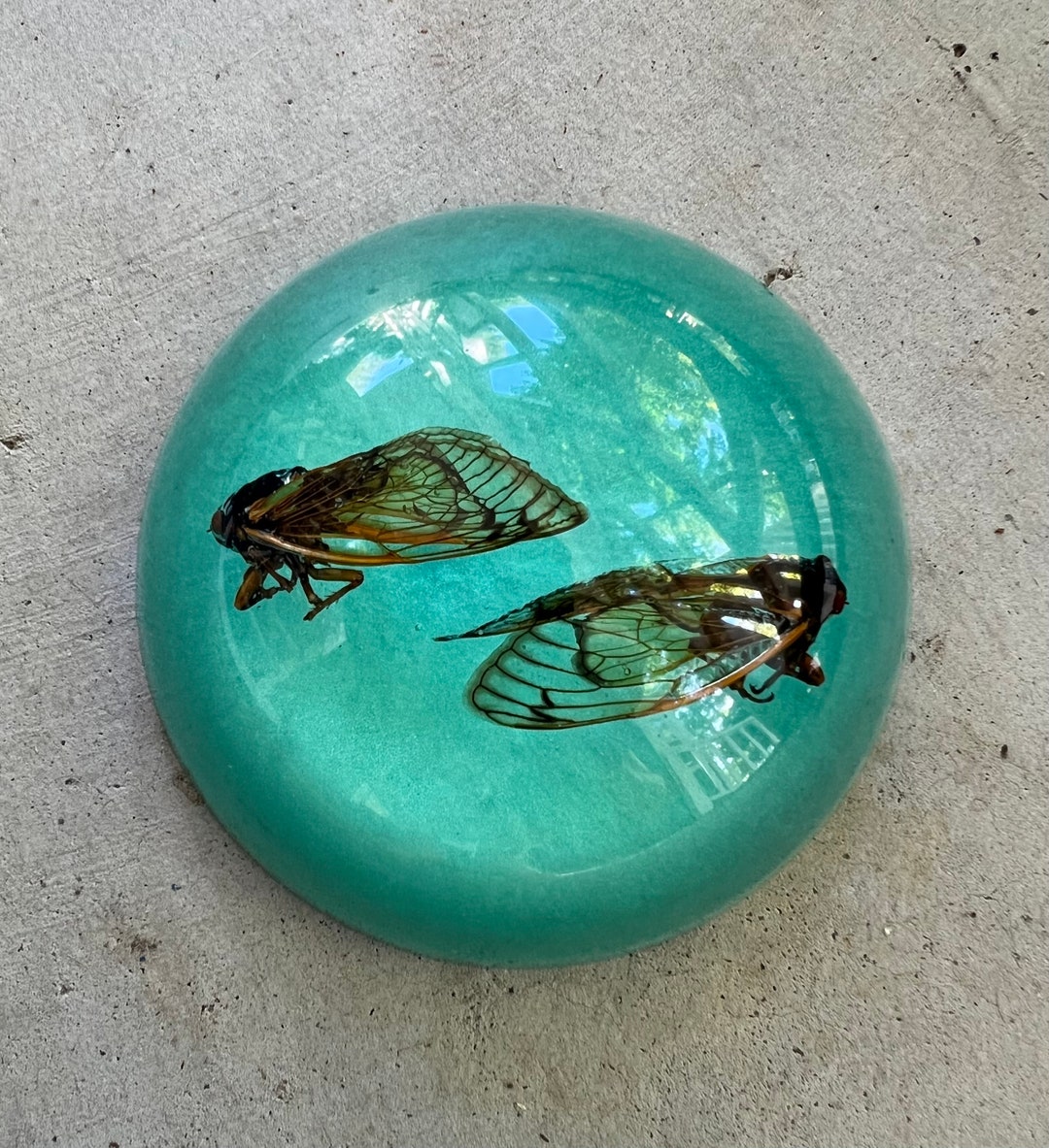 Resin Dome Paperweight With Real Cicadas - Etsy