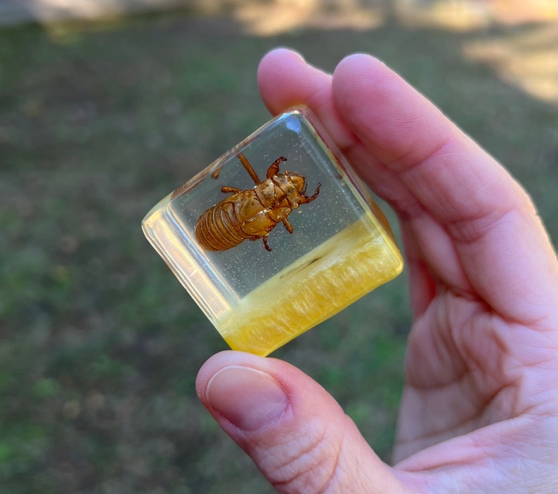 Real Periodical Cicada Exoskeleton Cube Oddity - Etsy