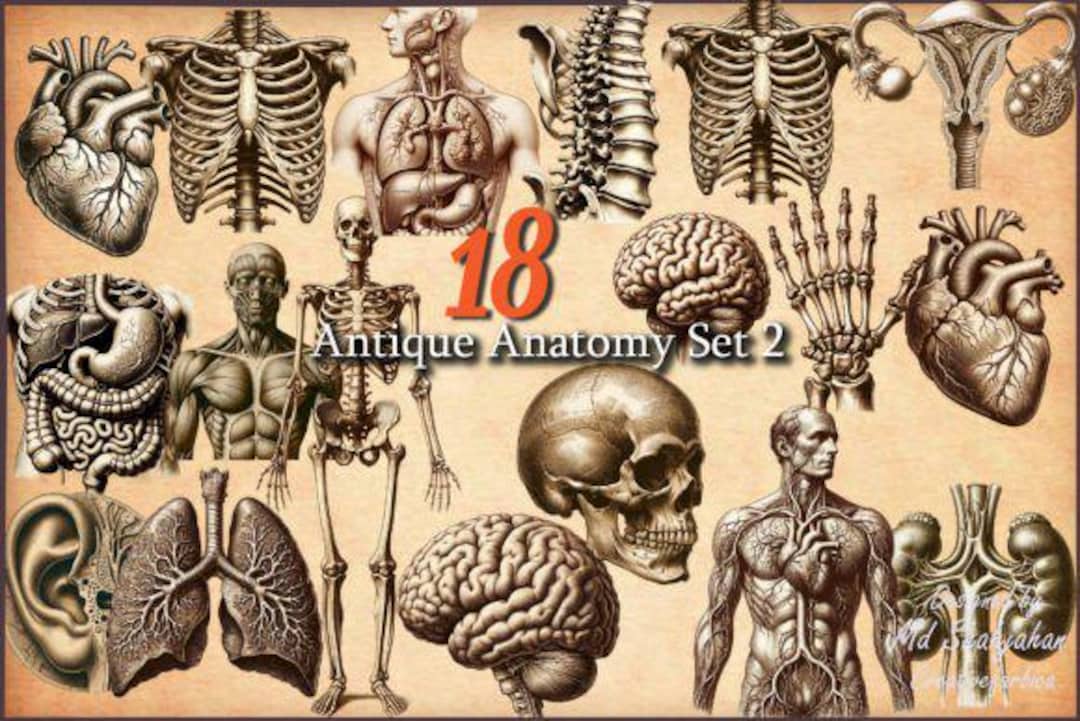 Antique Anatomy Overlays Clipart Set - Etsy