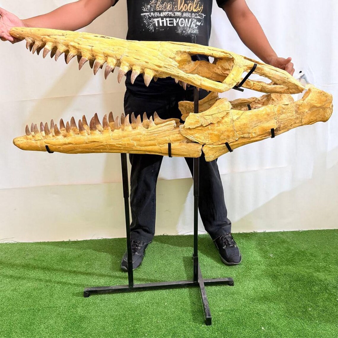 Huge Hainosaurus SKULL 47.3 Mosasaurus Fossil Museum Quality ...