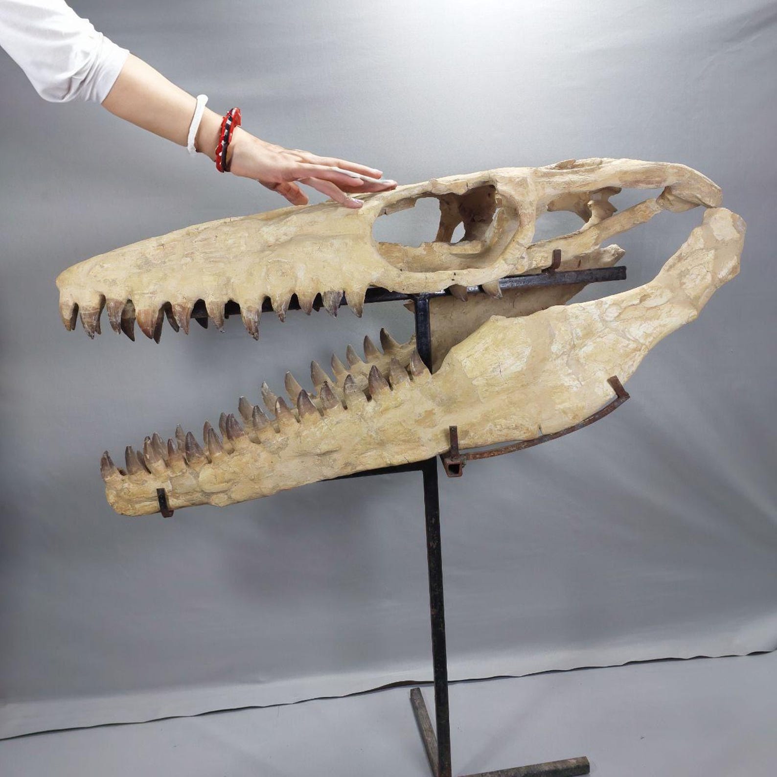 35 Inches Mosasaurus Skull Fossil Dinosaur Cretaceous Mosasaurus ...
