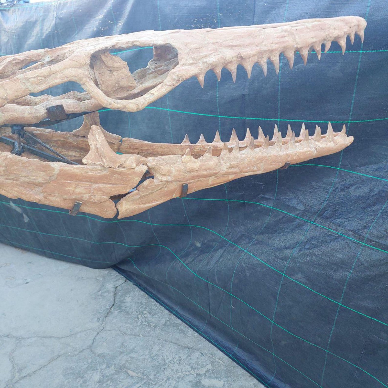 Museum-grade Halisaurus Mosasaur Skeleton Fossil - 197" Cretaceous ...