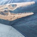 Museum-grade Halisaurus Mosasaur Skeleton Fossil - 197" Cretaceous ...