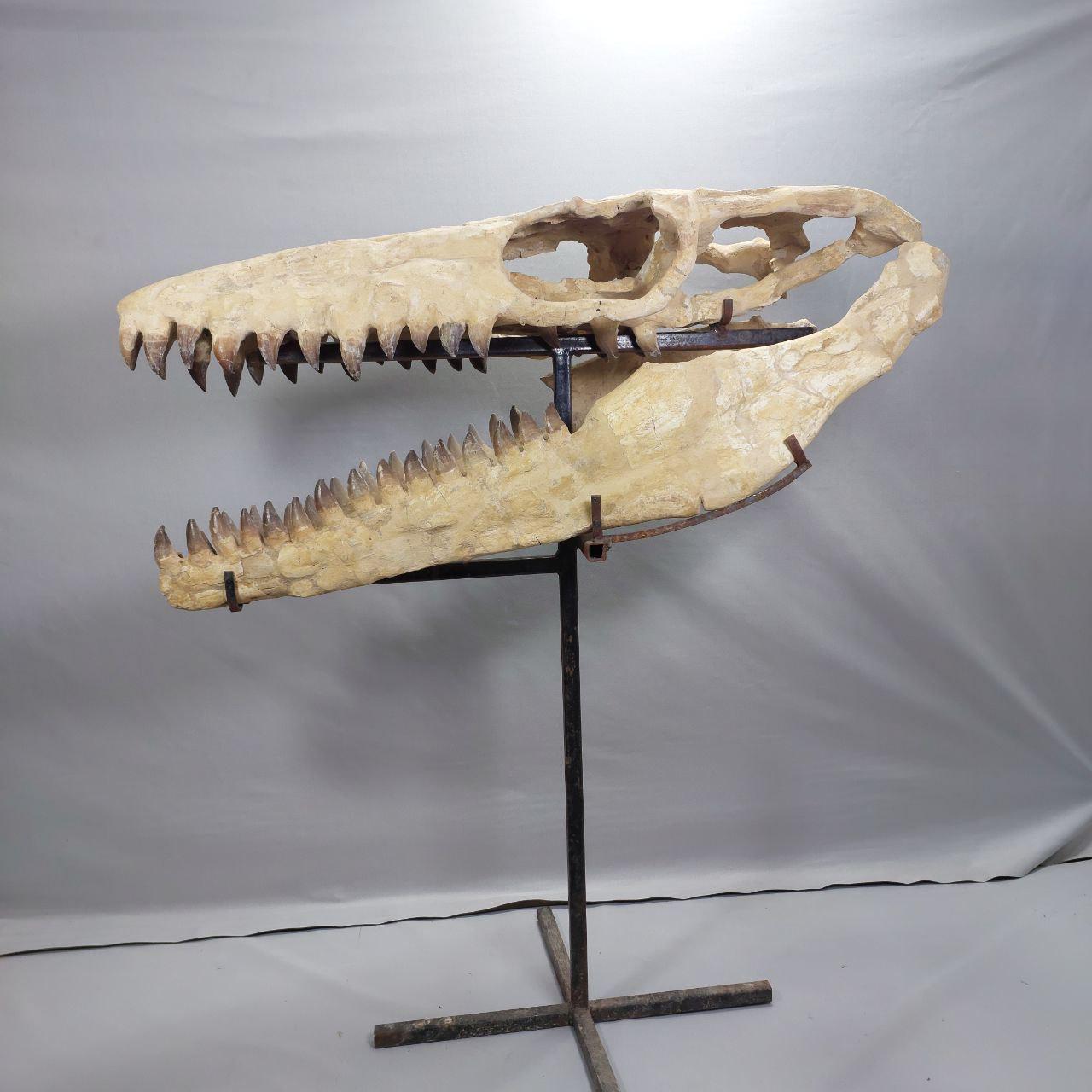 35 Inches Mosasaurus Skull Fossil Dinosaur Cretaceous Mosasaurus ...