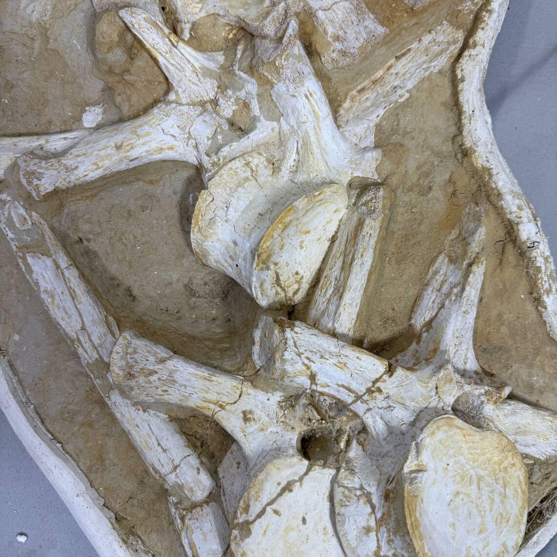 Zarafasaura Vertebrae & Rib Fossil: Authentic Plesiosaur Reptile (82cm ...