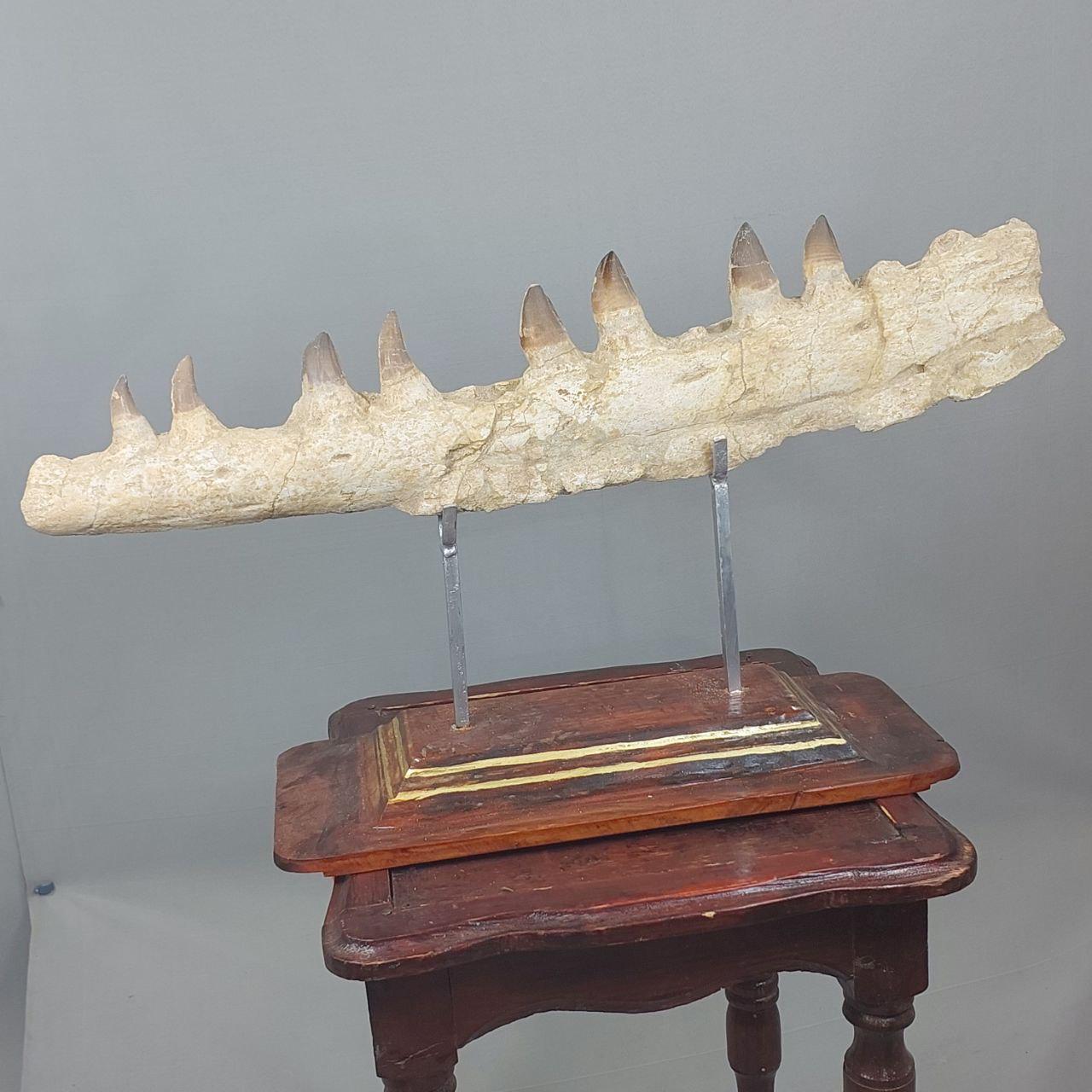 Huge Mosasaurus Jaw Fossil Dinosaur Cretaceous Morocco Paleontology T ...