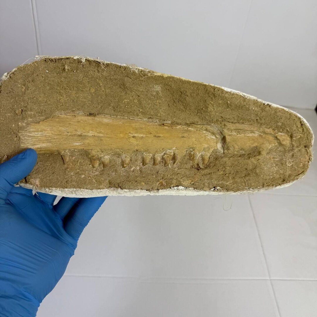 Extremely Rare Platecarpus Mosasaur Jaw Fossil – 33 Cm (13") - Etsy