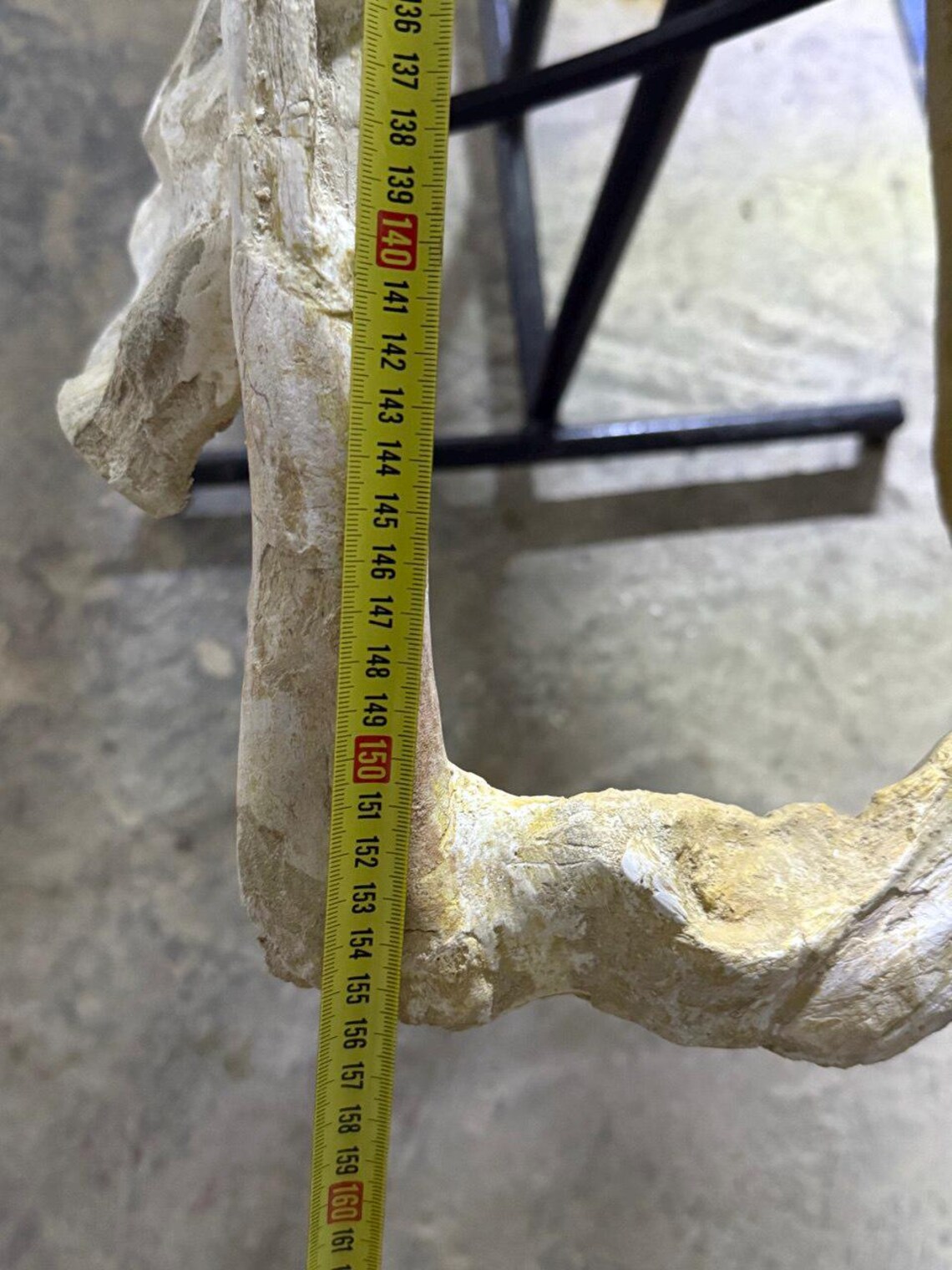 Monster HUGE MOSASAUR SKULL 61 Inch Fossil Museum Quality Paleontology ...