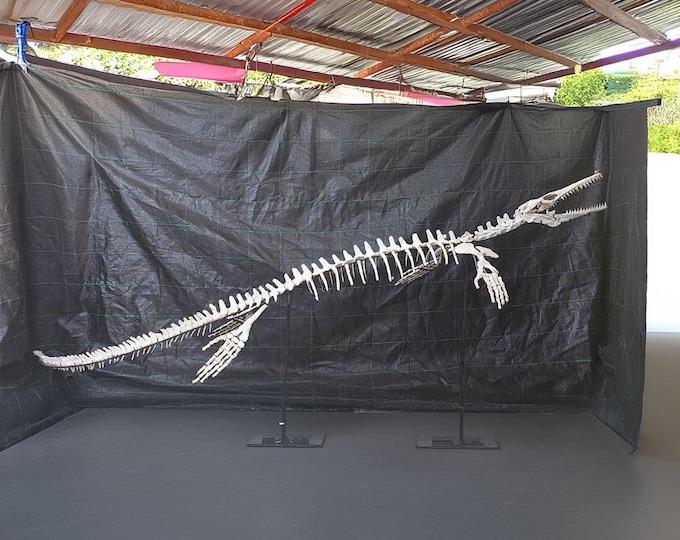 Special OFFER Mosasaurus Skeleton Original Fossil Dinosaur CRETACEOUS ...