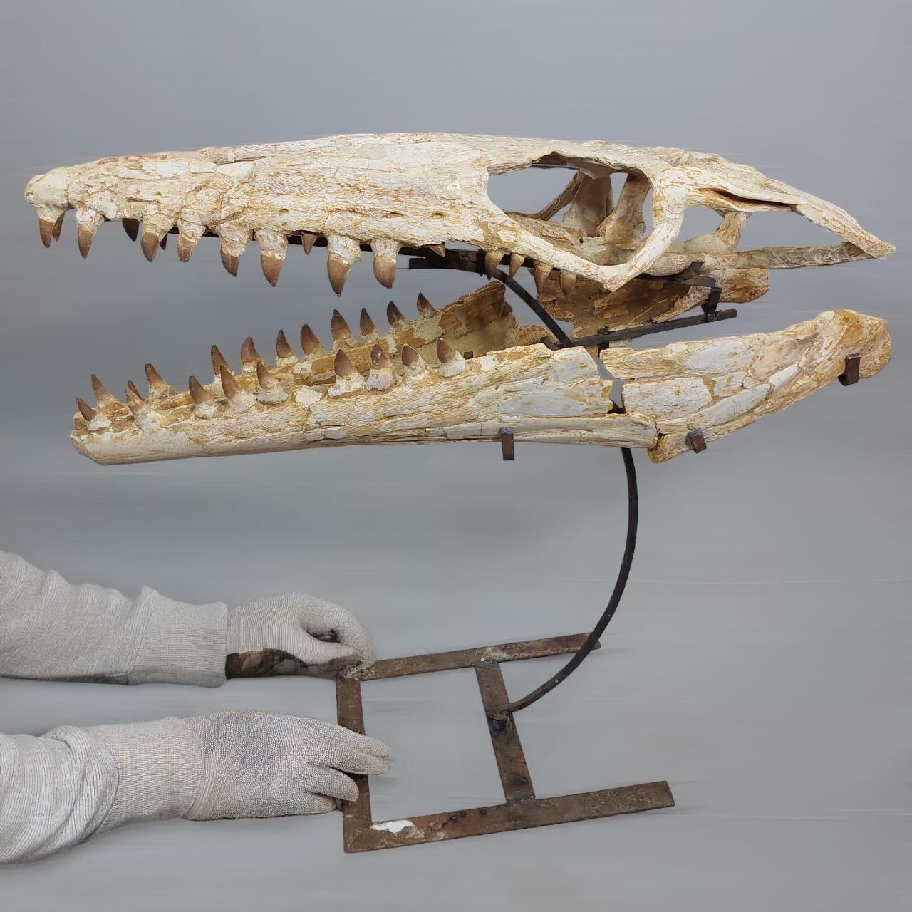 Museum Grade Mosasaur Skull Fossil Dinosaur Cretaceous Mosasaurus ...