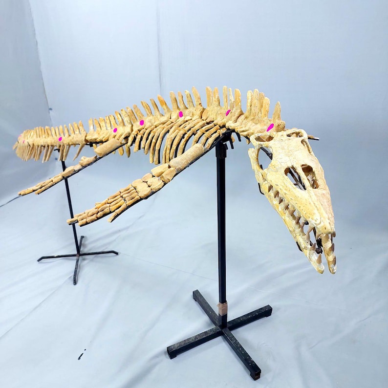 Mosasaur Skeleton Fossil: Prognathodon Anceps, Cretaceous Reptile ...