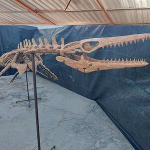 Museum-grade Halisaurus Mosasaur Skeleton Fossil - 197" Cretaceous ...