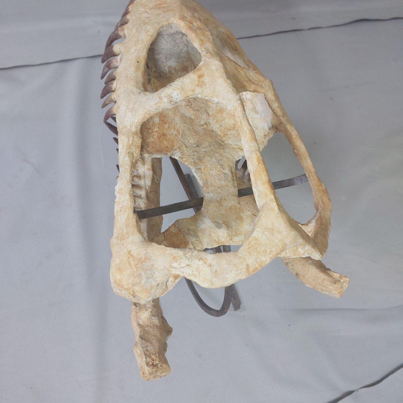 Huge Plesiosaur Fossil Skull Dinosaur Fossilized Cretaceous 66 Million ...