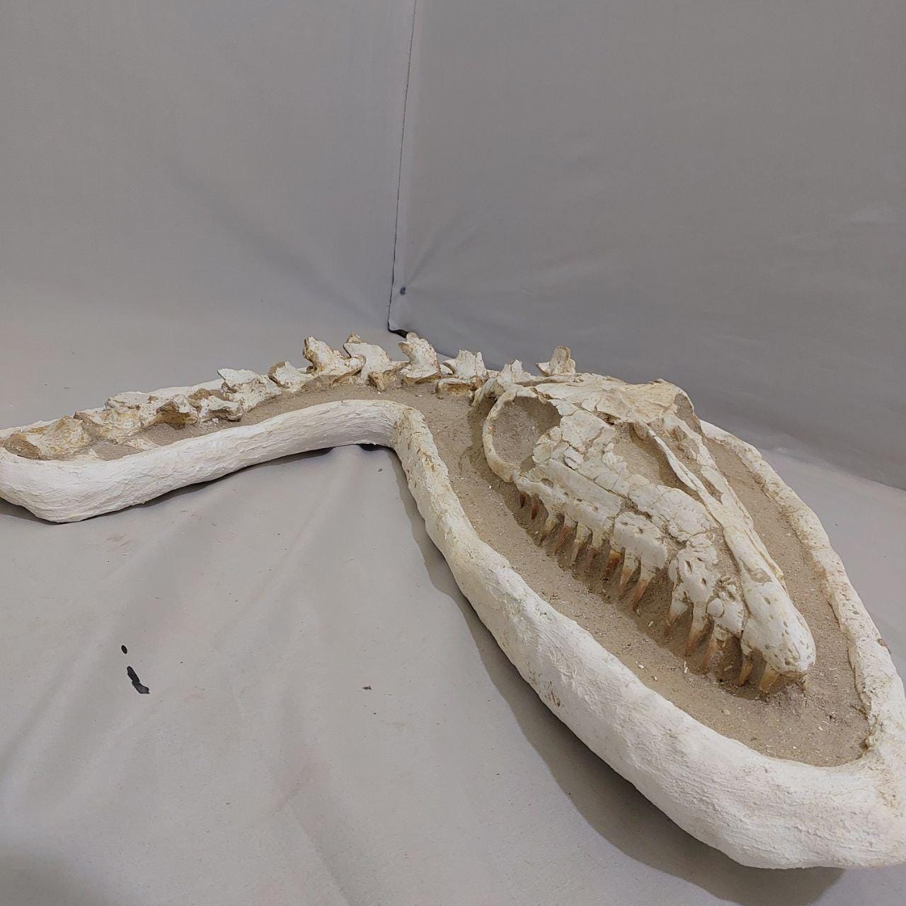 Original Mosasaur Skull With Vertebrae Prehistoric Ancient Sea Specimen ...