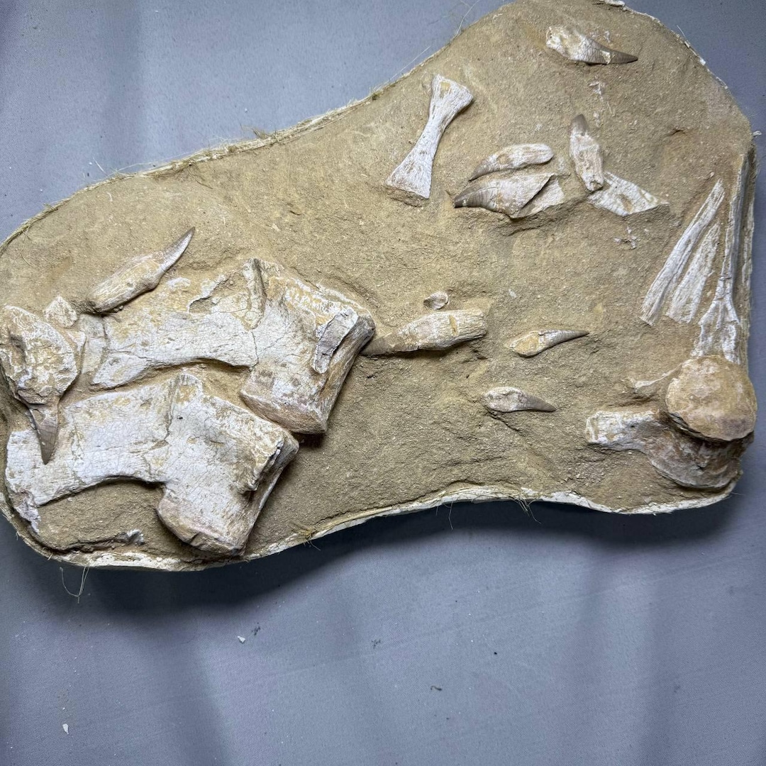 Museum Jacket of Mosasaur Fossils - Teeth Bones Skull Paddle Fossilized ...