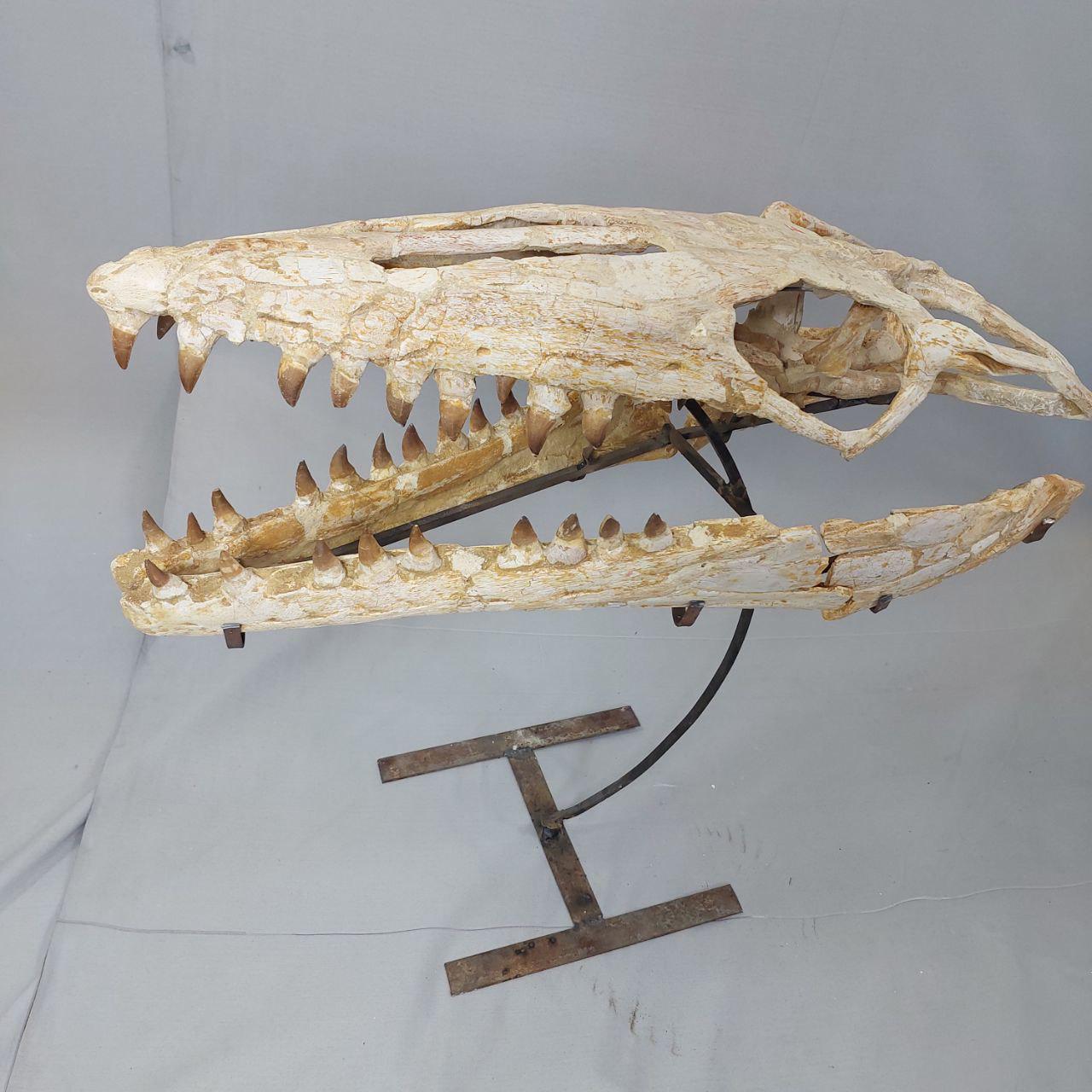 Museum Grade Mosasaur Skull Fossil Dinosaur Cretaceous Mosasaurus ...