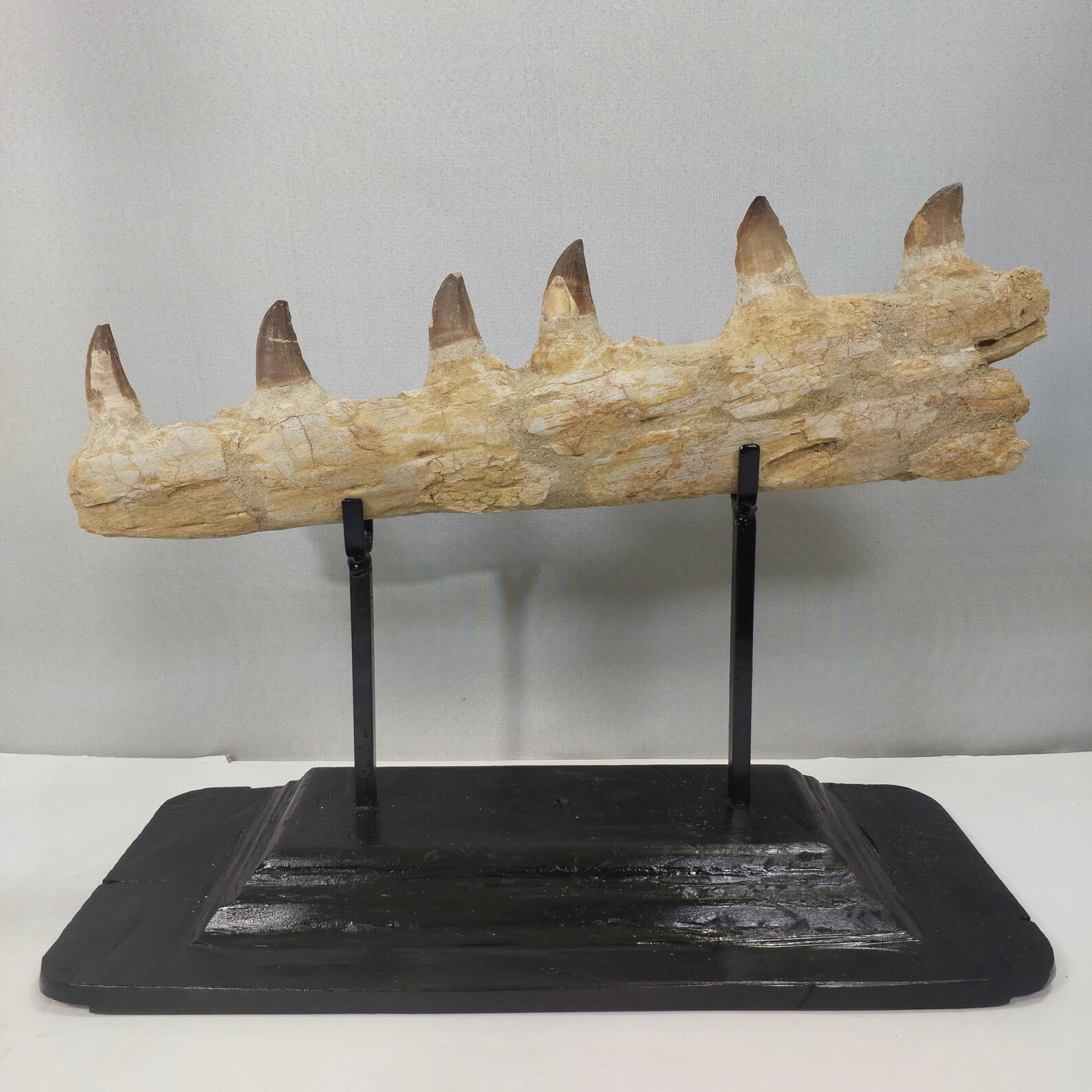 Dinosaur Great Fossil Mosasaurus Jaw Moroccan Cretaceous 66 Million ...
