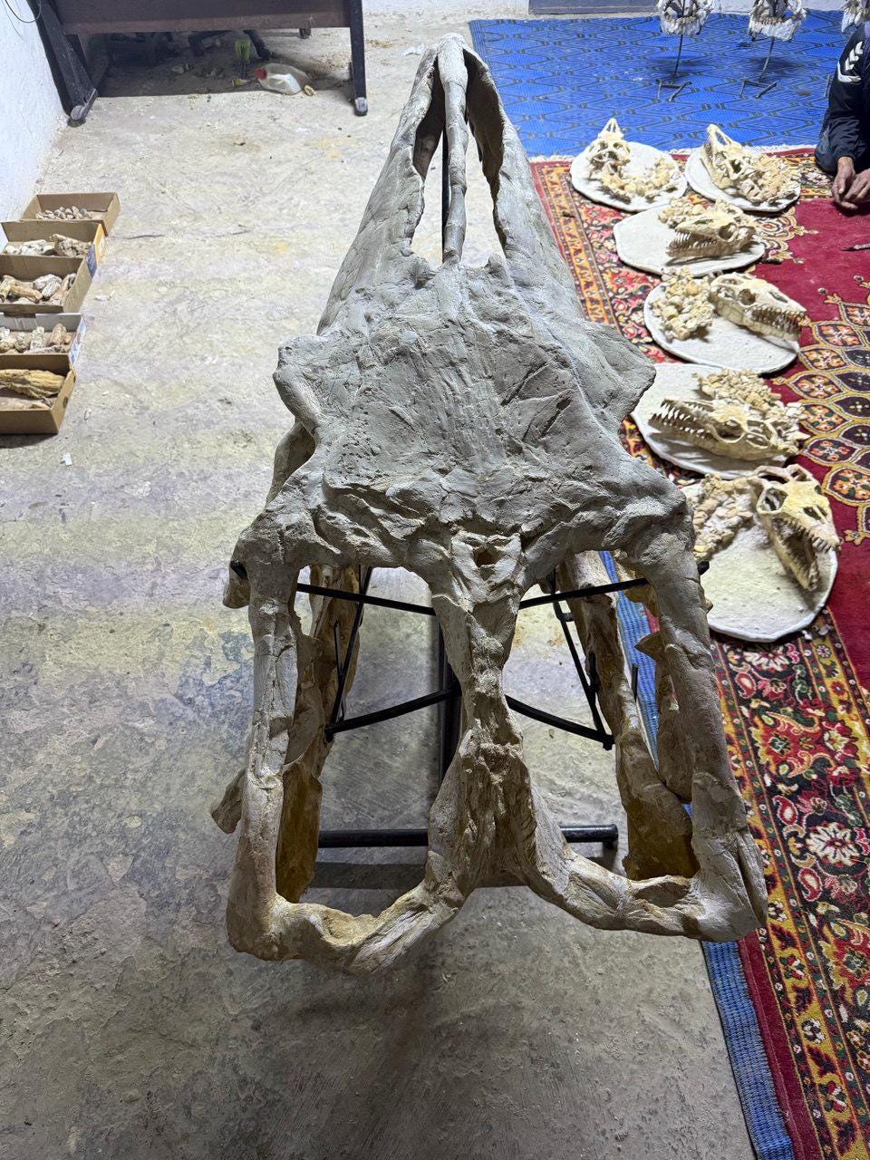 Monster HUGE MOSASAUR SKULL 61 Inch Fossil Museum Quality Paleontology ...