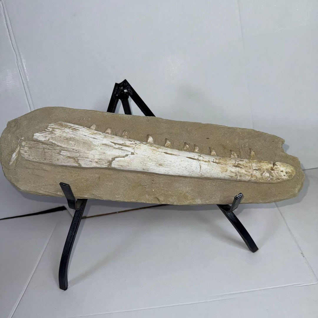 Exremely RARE Tylosaurus Sp Fossil JAW in Matrix Authentic Mosasaurus ...