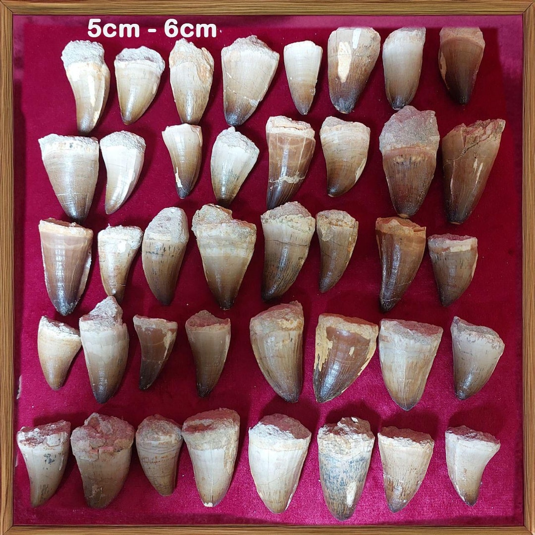 HUGE 100 MOSASAURUS Teeth 4-5 Cm Fossil Museum Quality Paleontology ...