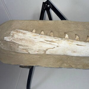 Exremely RARE Tylosaurus Sp Fossil JAW in Matrix Authentic Mosasaurus ...