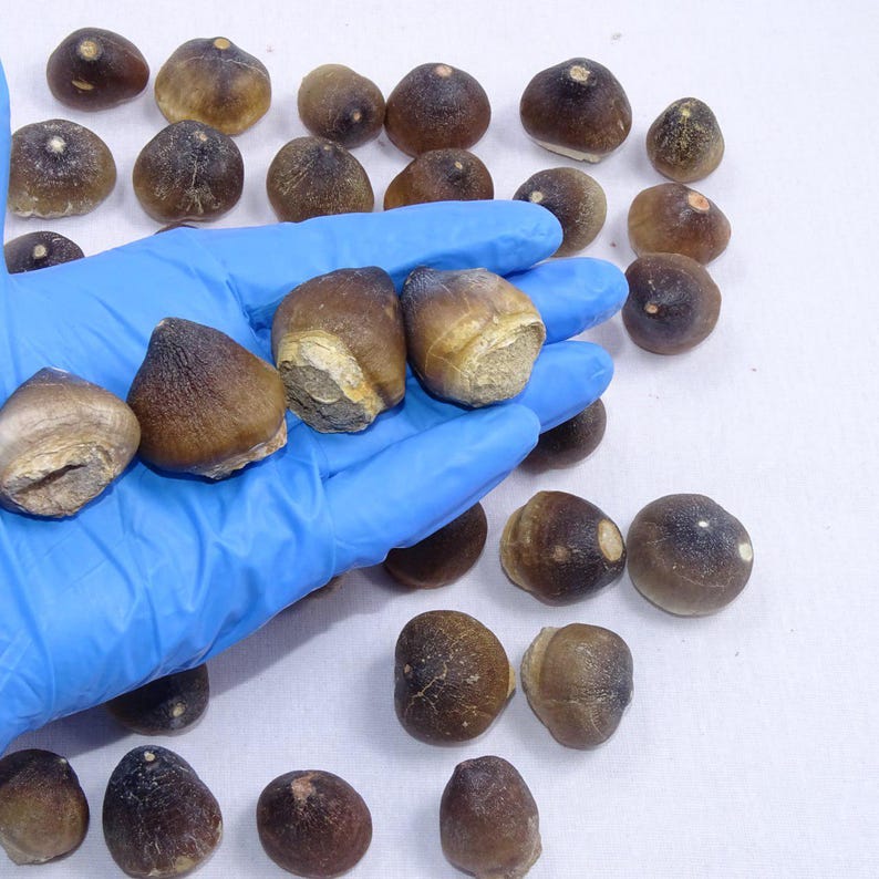 RARE 100 Globidens Teeth Mosasaurus Fossil Museum Quality Paleontology ...