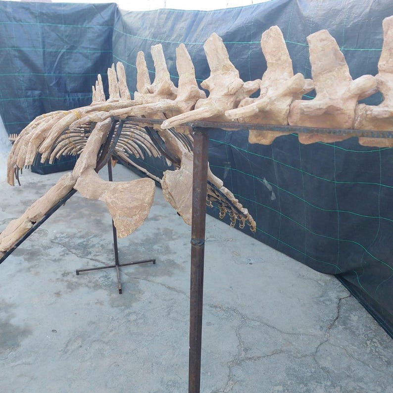 Museum-grade Halisaurus Mosasaur Skeleton Fossil - 197" Cretaceous ...