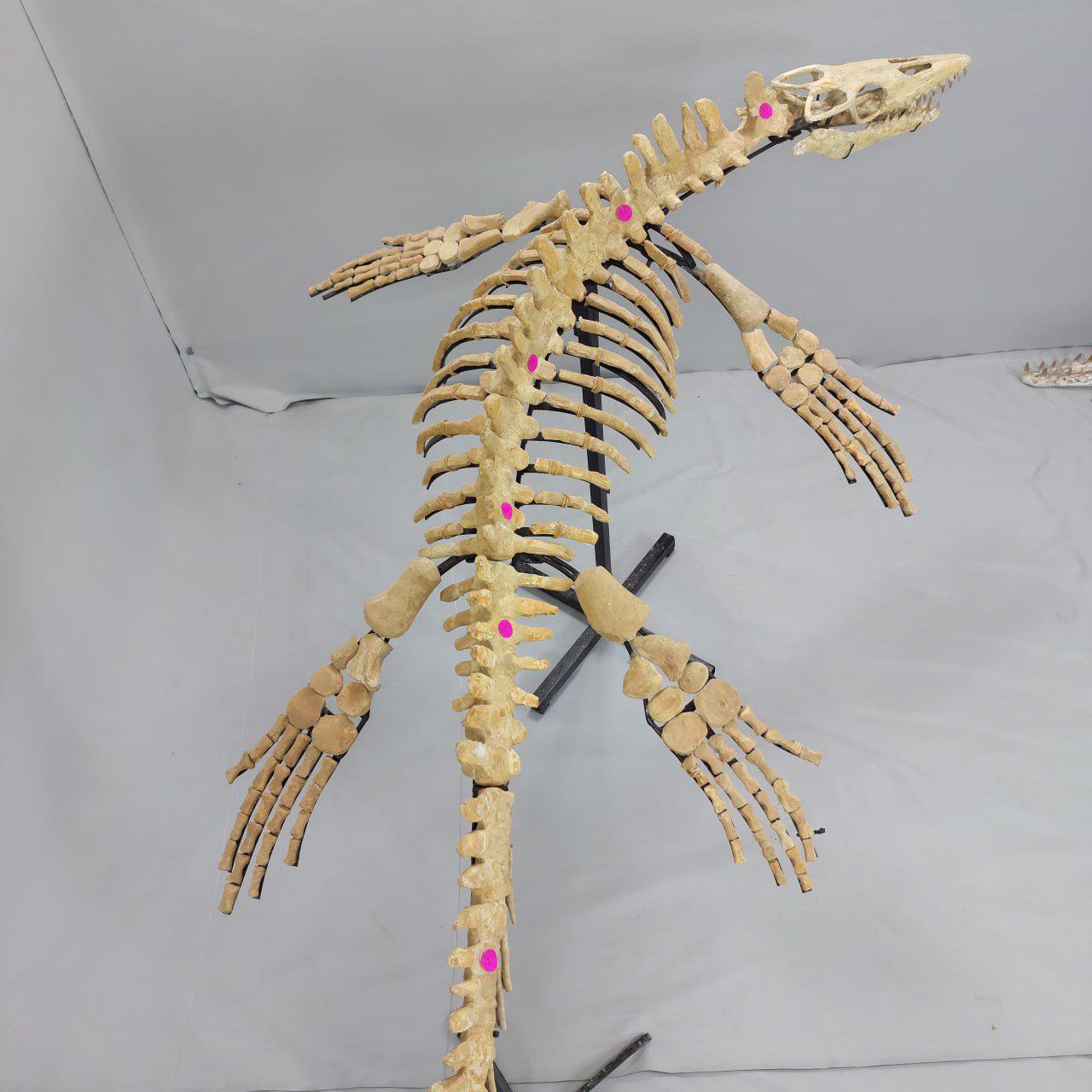 Mosasaur Skeleton Fossil: Prognathodon Anceps, Cretaceous Reptile ...