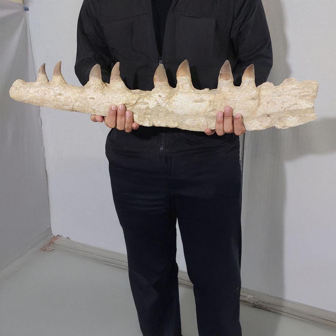 Huge Mosasaurus Jaw Fossil Dinosaur Cretaceous Morocco Paleontology T ...