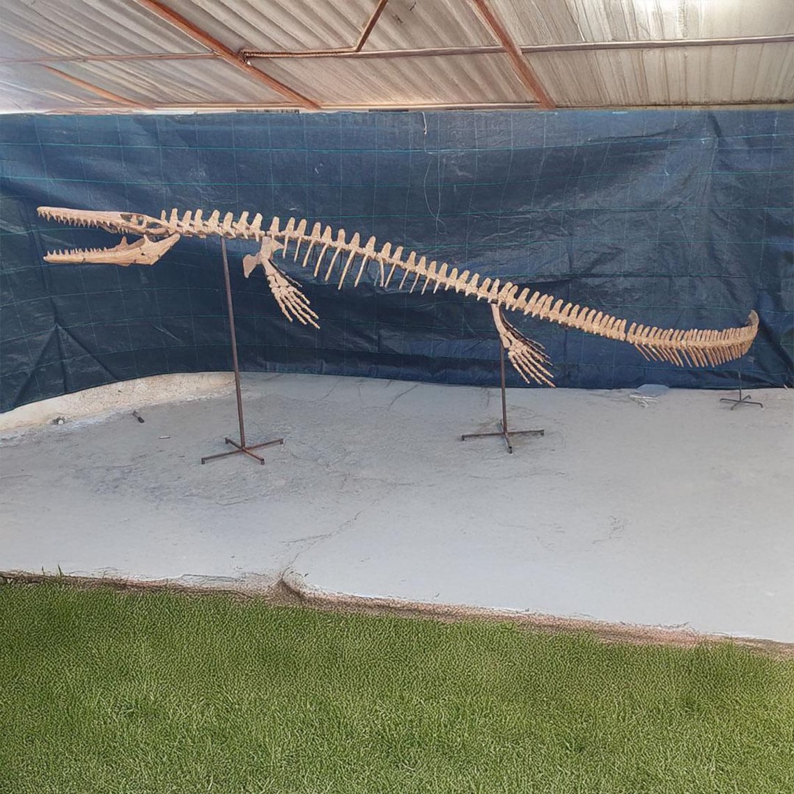 Museum-grade Halisaurus Mosasaur Skeleton Fossil - 197" Cretaceous ...