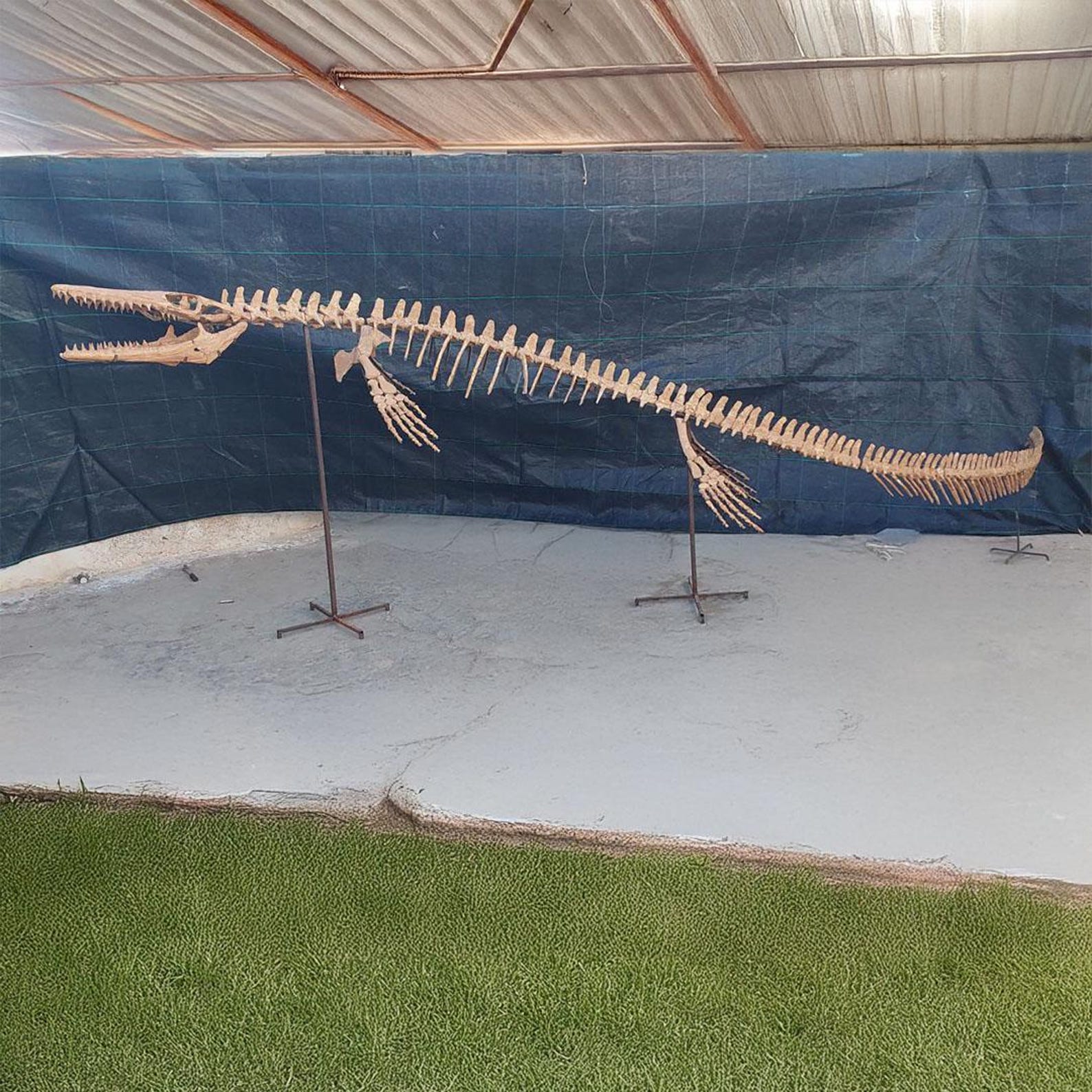 Museum-grade Halisaurus Mosasaur Skeleton Fossil - 197" Cretaceous ...