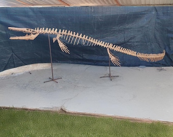 Special OFFER Mosasaurus Skeleton Original Fossil Dinosaur CRETACEOUS ...
