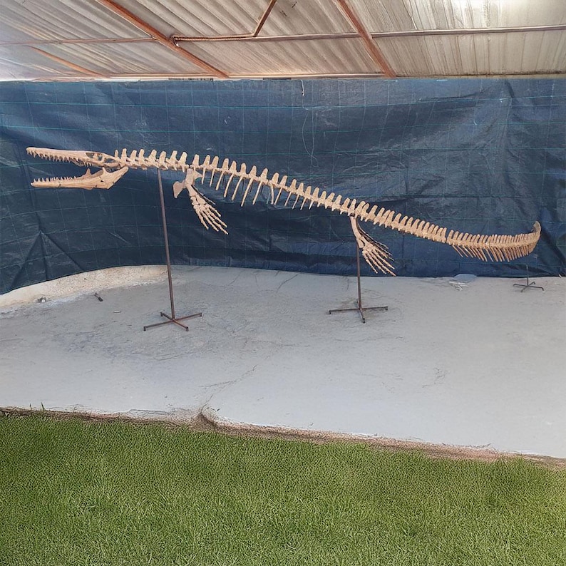 Museum-grade Halisaurus Mosasaur Skeleton Fossil - 197" Cretaceous ...